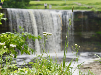 Wälder, Moore und Meer vor den Toren Tallinns | Landmeedchen