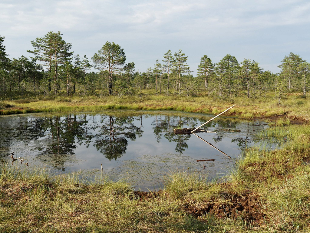 Wälder, Moore und Meer vor den Toren Tallinns | Landmeedchen